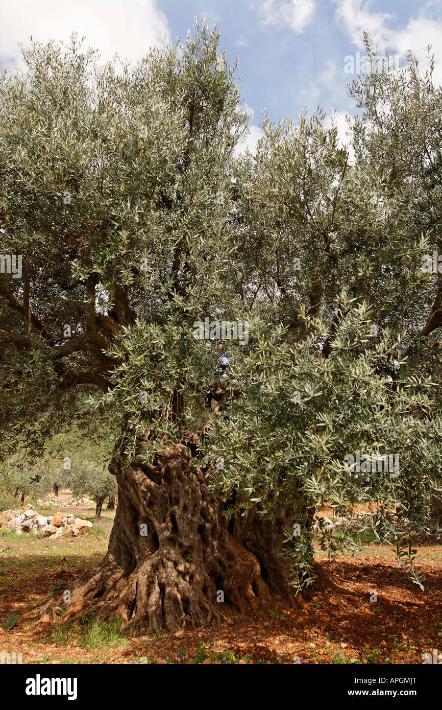 Israel Upper Galilee Olive tree in Ein el Assad Stock Photo - Alamy