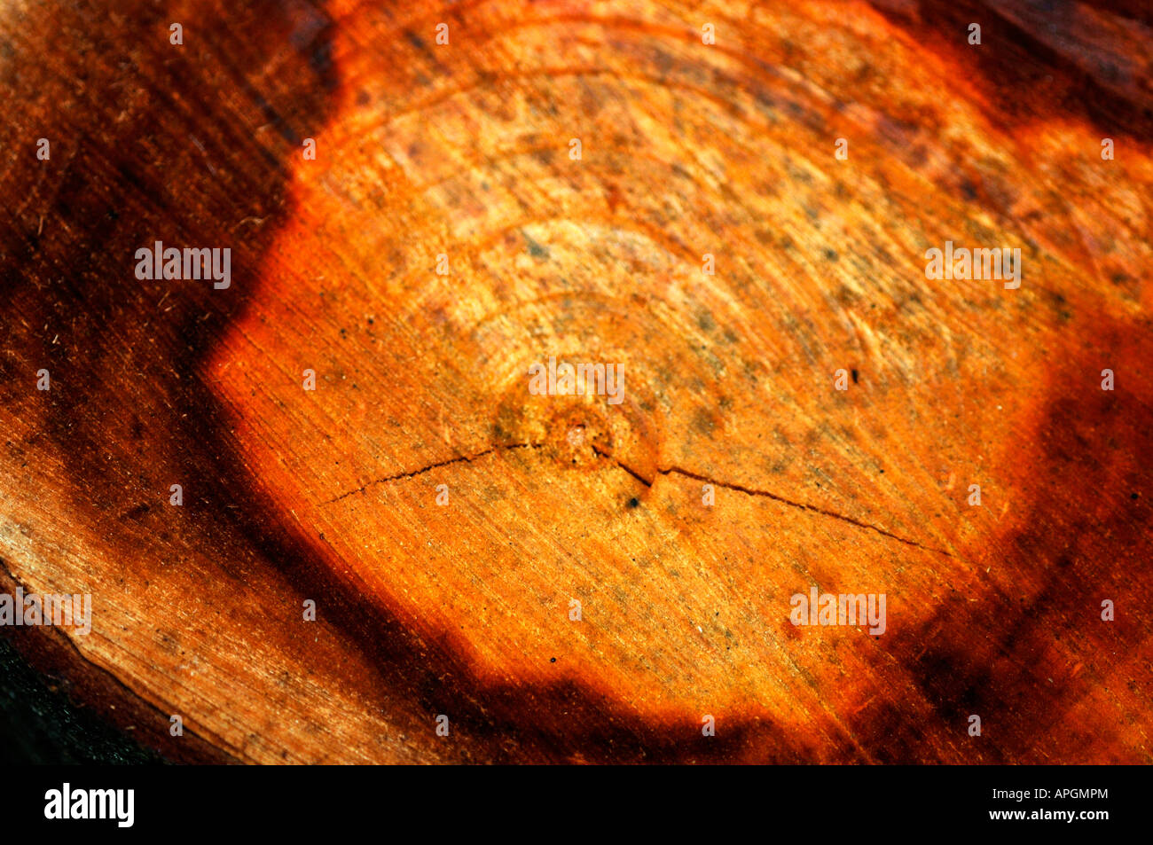 The Colourful Natural Top Of A Tree Stump Stock Photo - Alamy