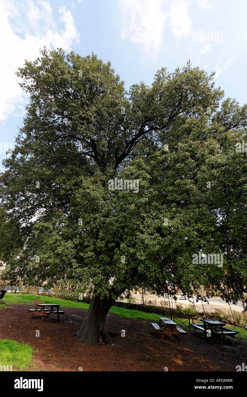 The Golan Heights Kermes oak Quercus calliprinos in Nabi Hazuri Stock ...