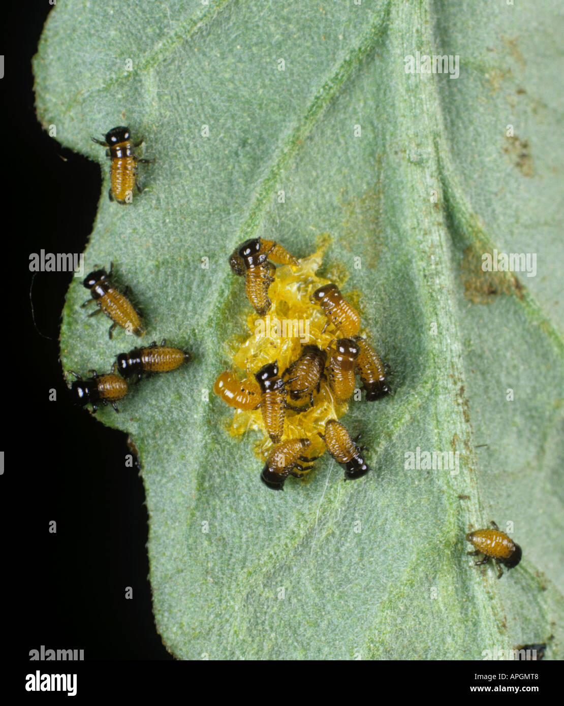 Coleoptera larvae hi-res stock photography and images - Alamy