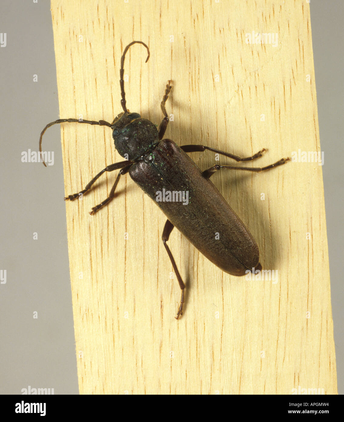 Variable longhorn beetle stenocorus meridianus hi-res stock photography ...