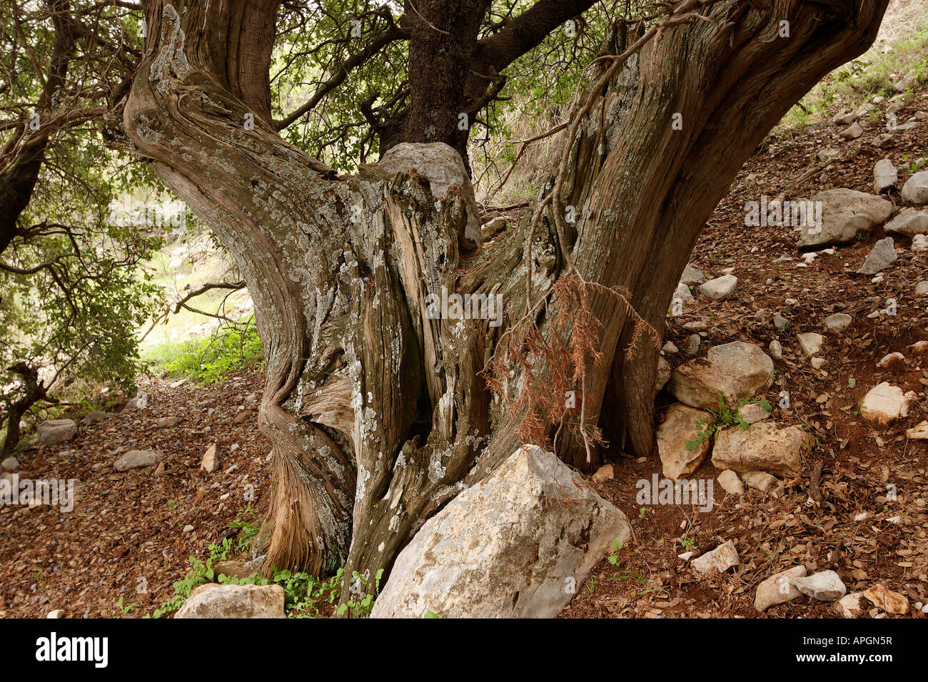 The Golan Heights Prickly Juniper Juniperus oxycedrus in Wadi Arar ...