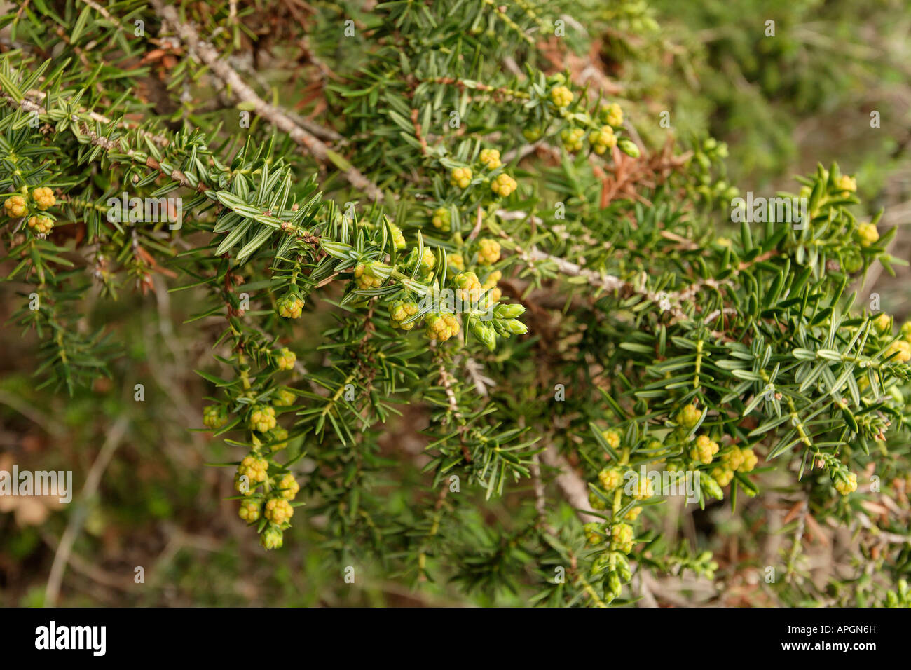 The Golan Heights Prickly Juniper Juniperus oxycedrus in Wadi Arar ...