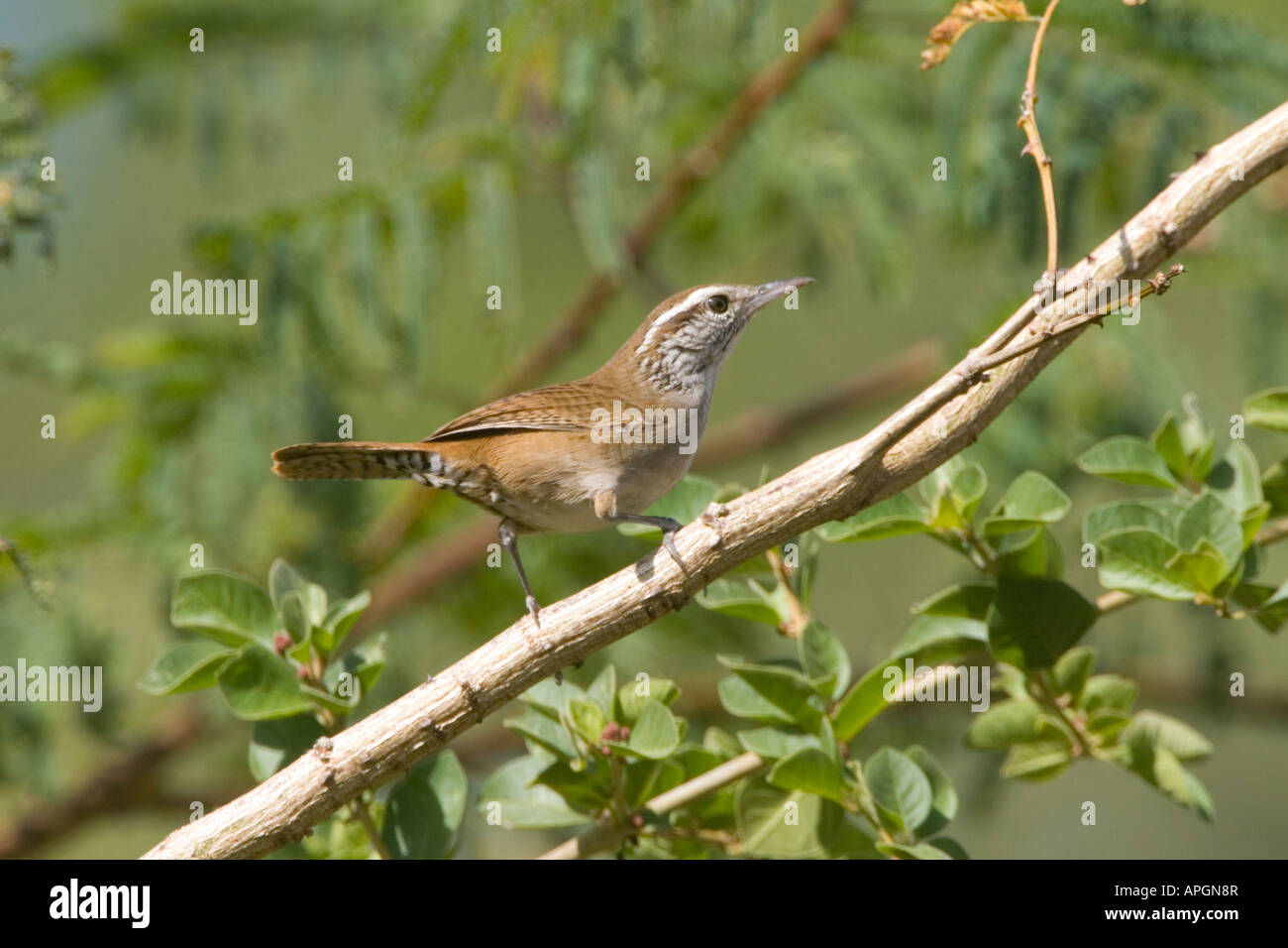 Sinaloa Wren Thryothorus sinaloa Sayulita Nayarit Mexico 17 January ...