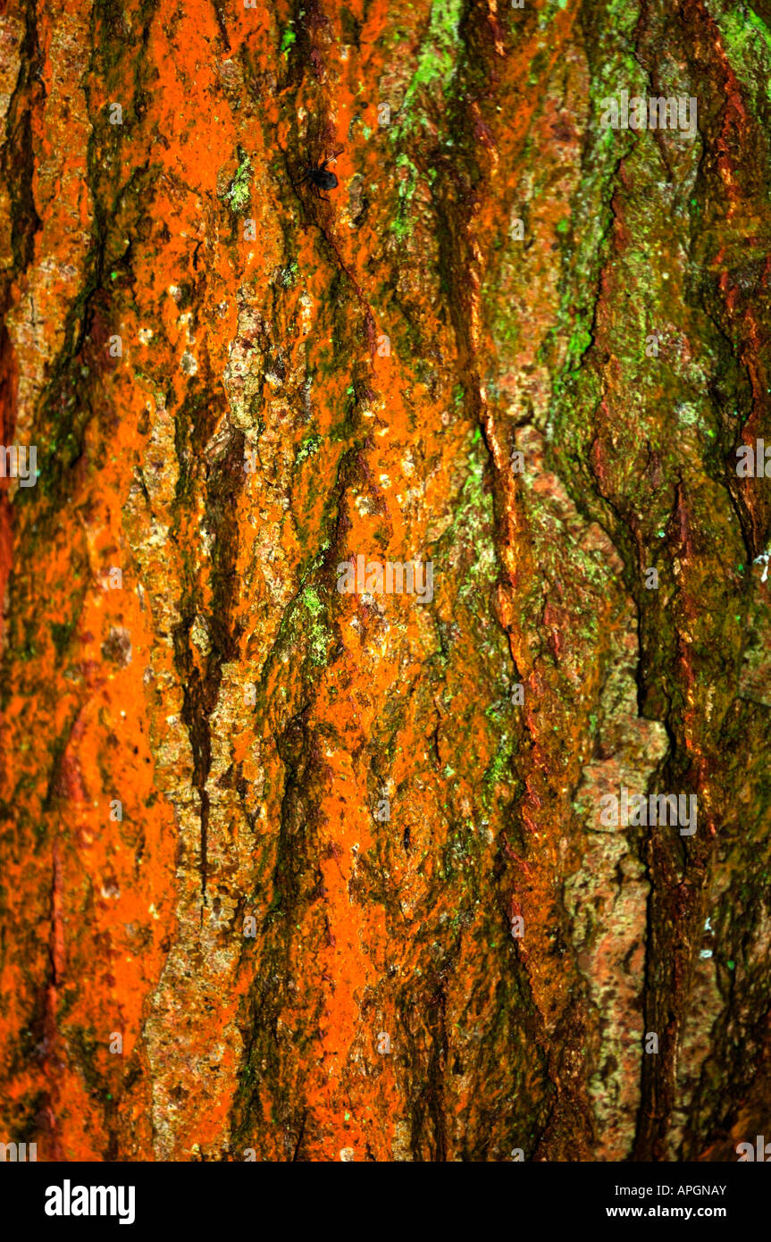 Natural Colourful Patterns & Textures,Of Bark On A Tree Stock Photo - Alamy