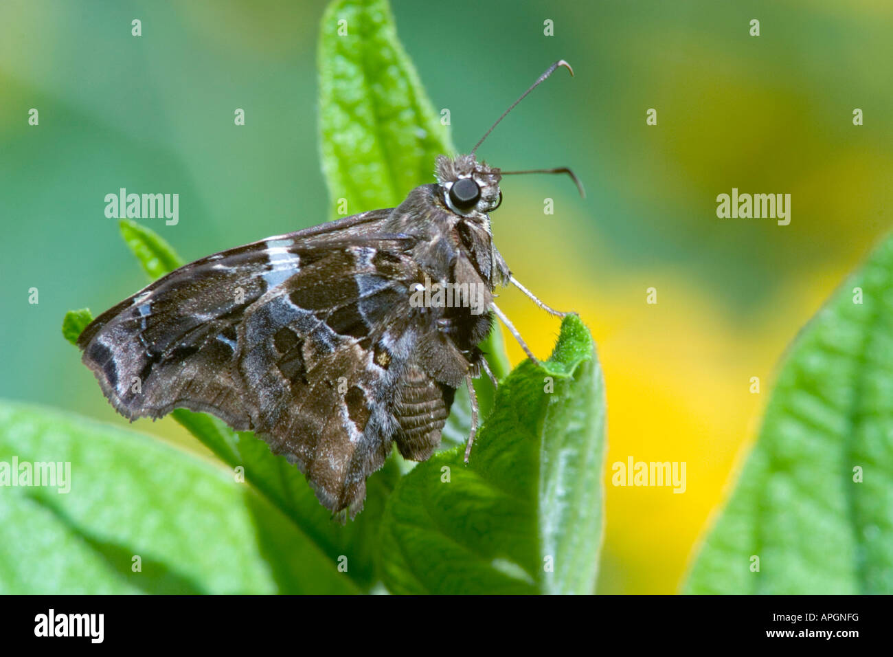 Falcate Skipper Spathilepia clonius Gomez Farias Tamaulipas MEXICO 11 ...
