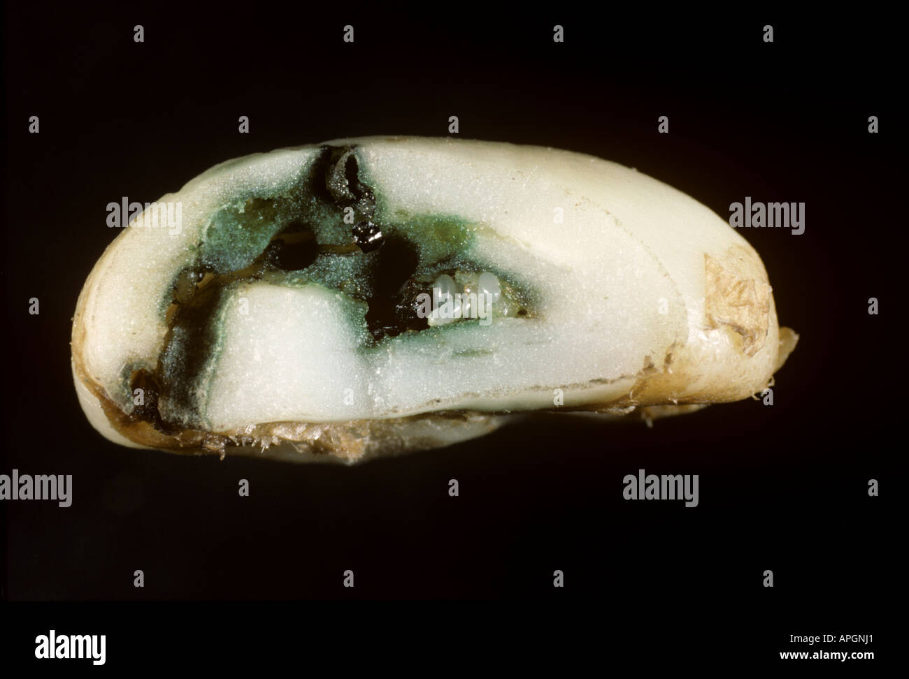 Coffee berry borer pest hi-res stock photography and images - Alamy