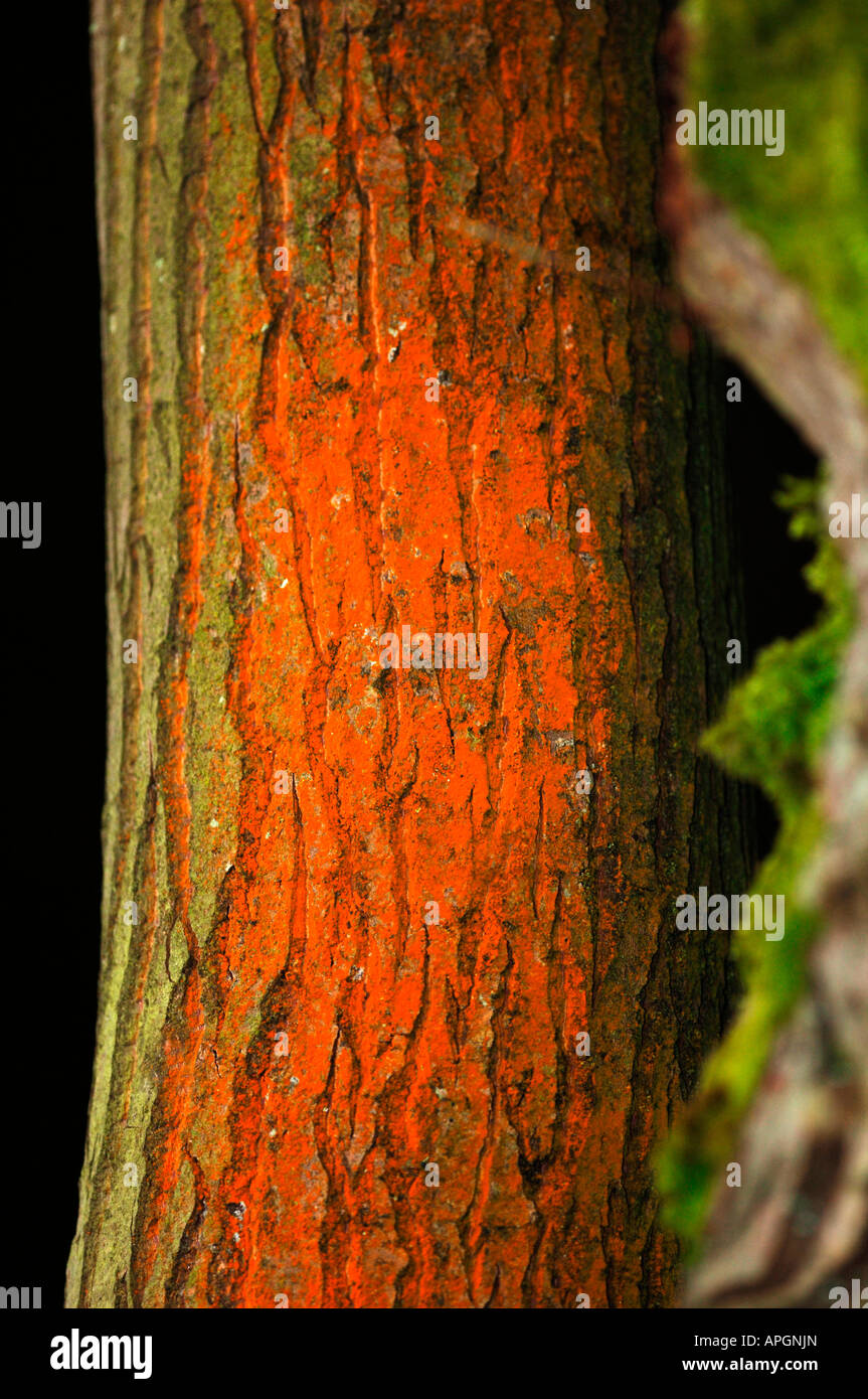Natural Colourful Patterns & Textures,Of Bark On A Tree Stock Photo - Alamy