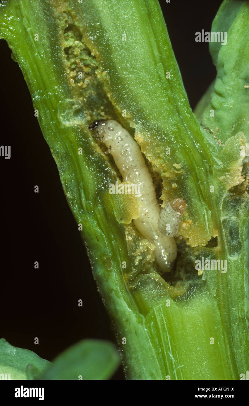 Cabbage stem flea beetle Psylliodes chrysocephala larvae damaging and ...