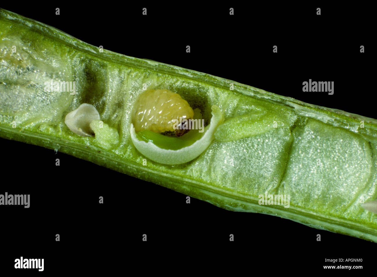 Turnip seed weevil Ceutorhynchus assimilis larva in damaged oilseed ...