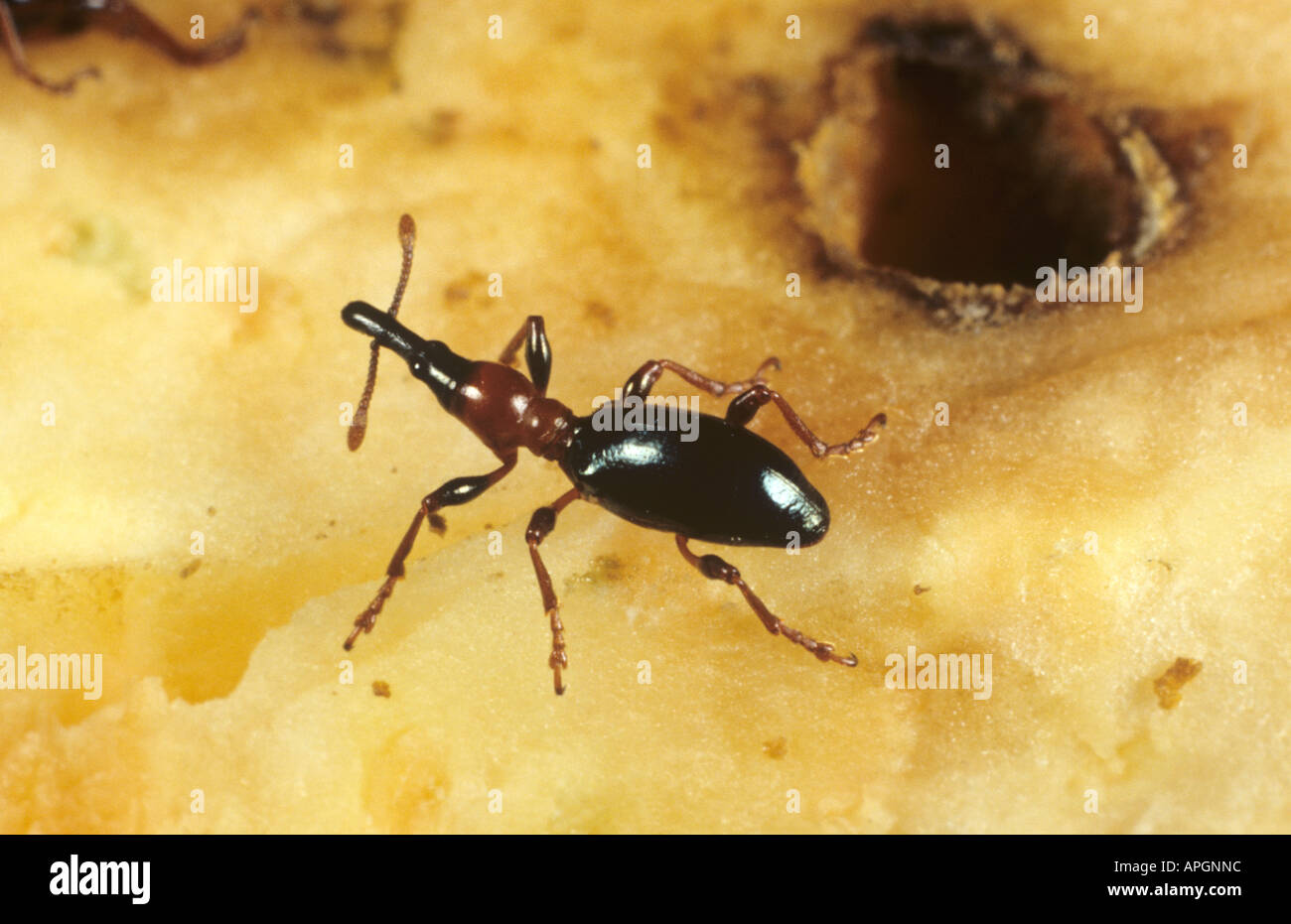 Sweet potato weevil Cylas formicarius on damaged sweet potato tuber ...