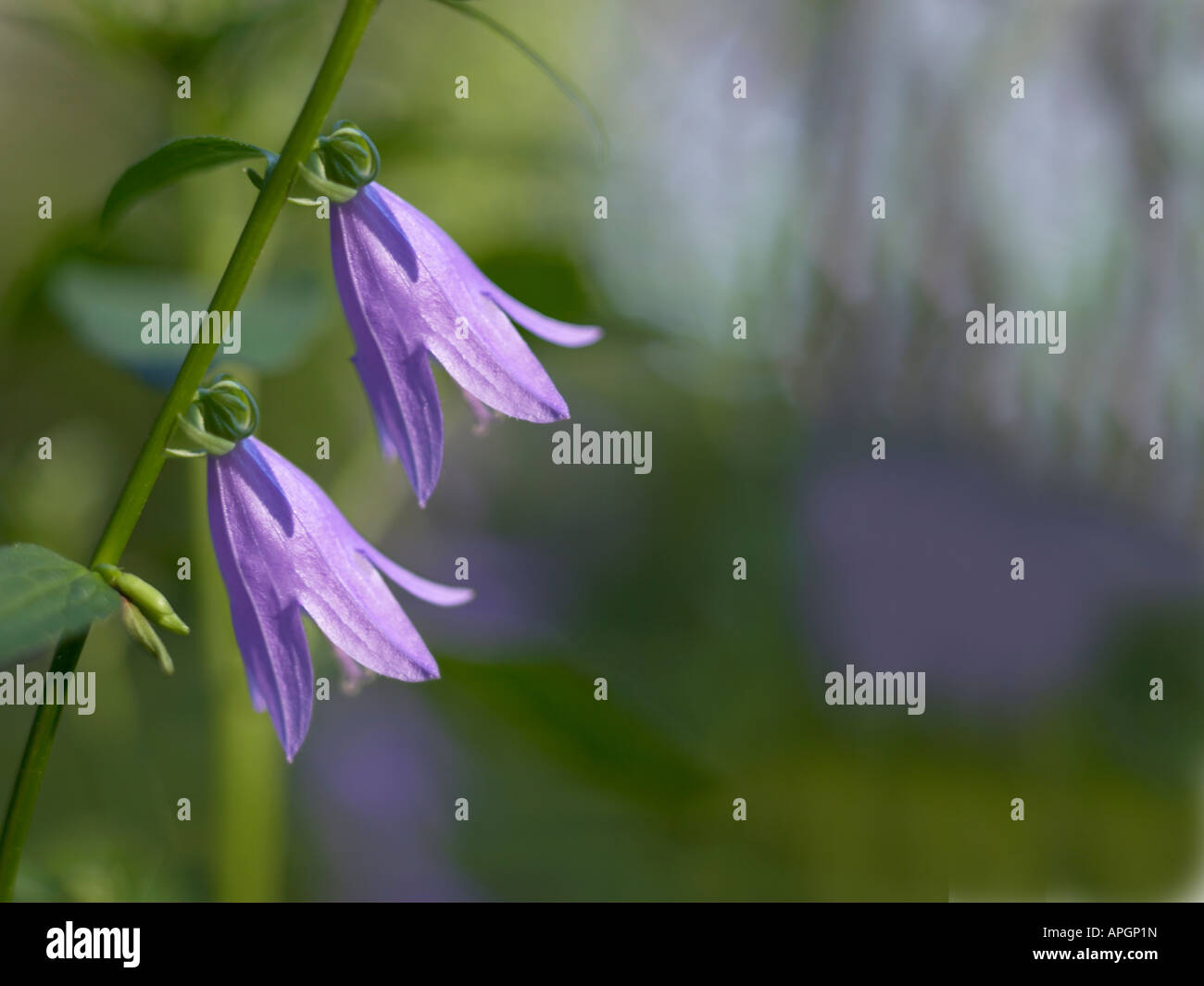 Purple flowers 2 hi-res stock photography and images - Alamy