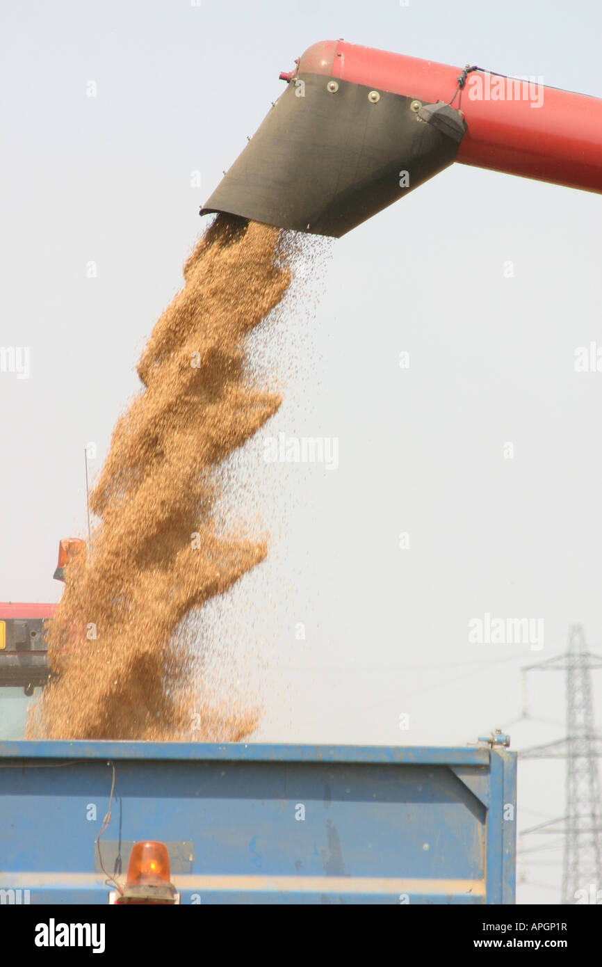 wheat grains loading onto lorry Stock Photo - Alamy