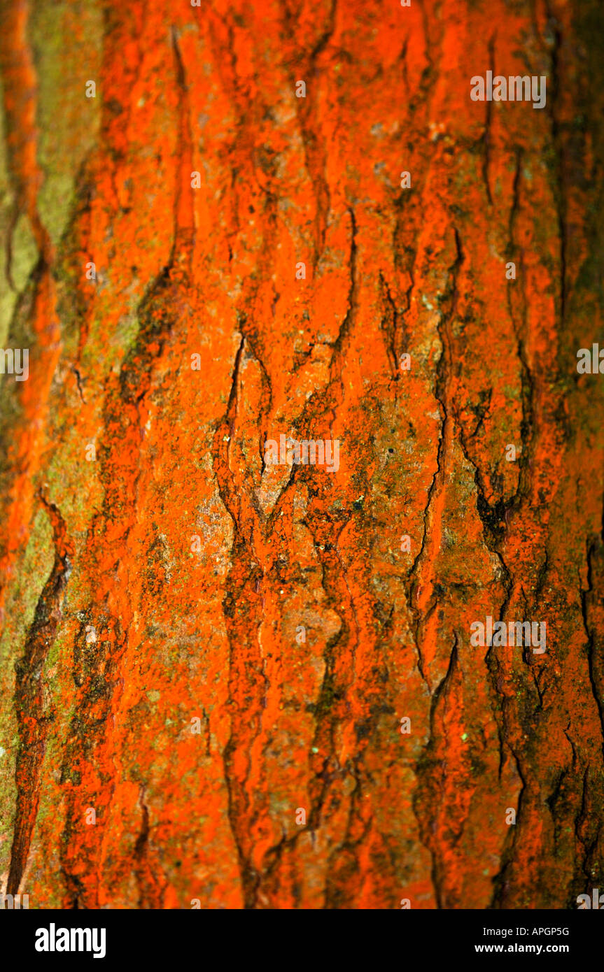 Colorful patterned tree bark hi-res stock photography and images - Alamy