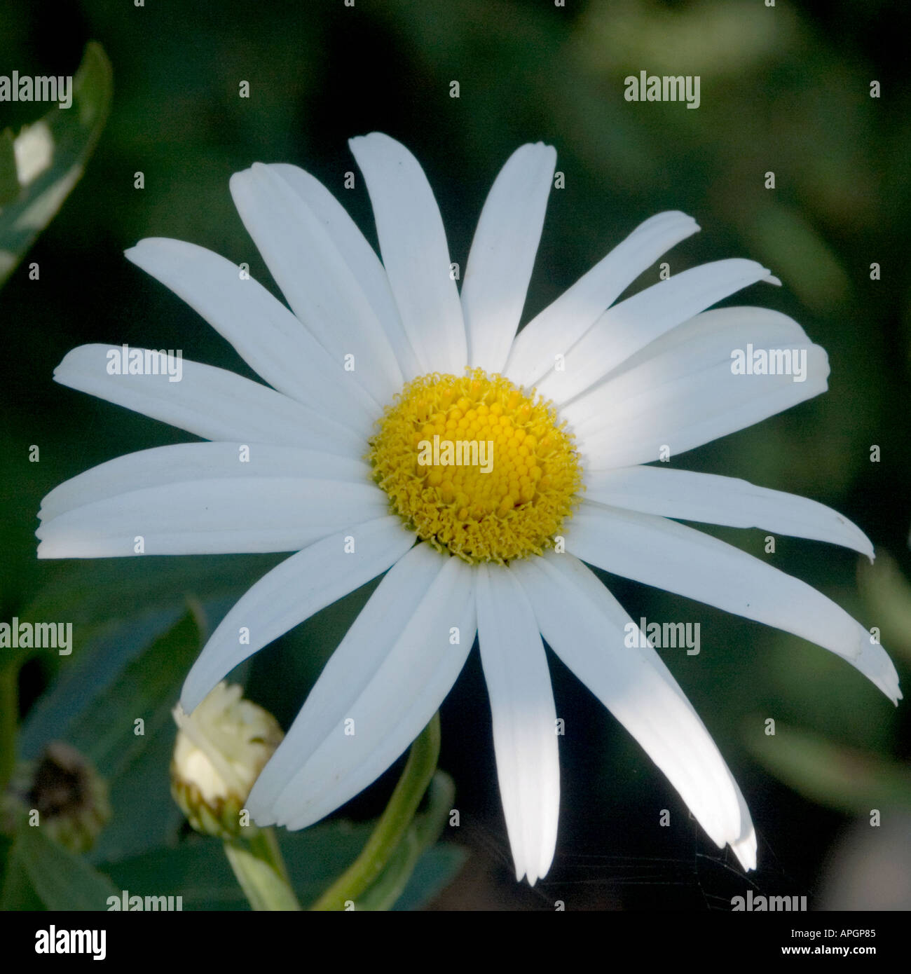 Plant for dappled shade hi-res stock photography and images - Alamy