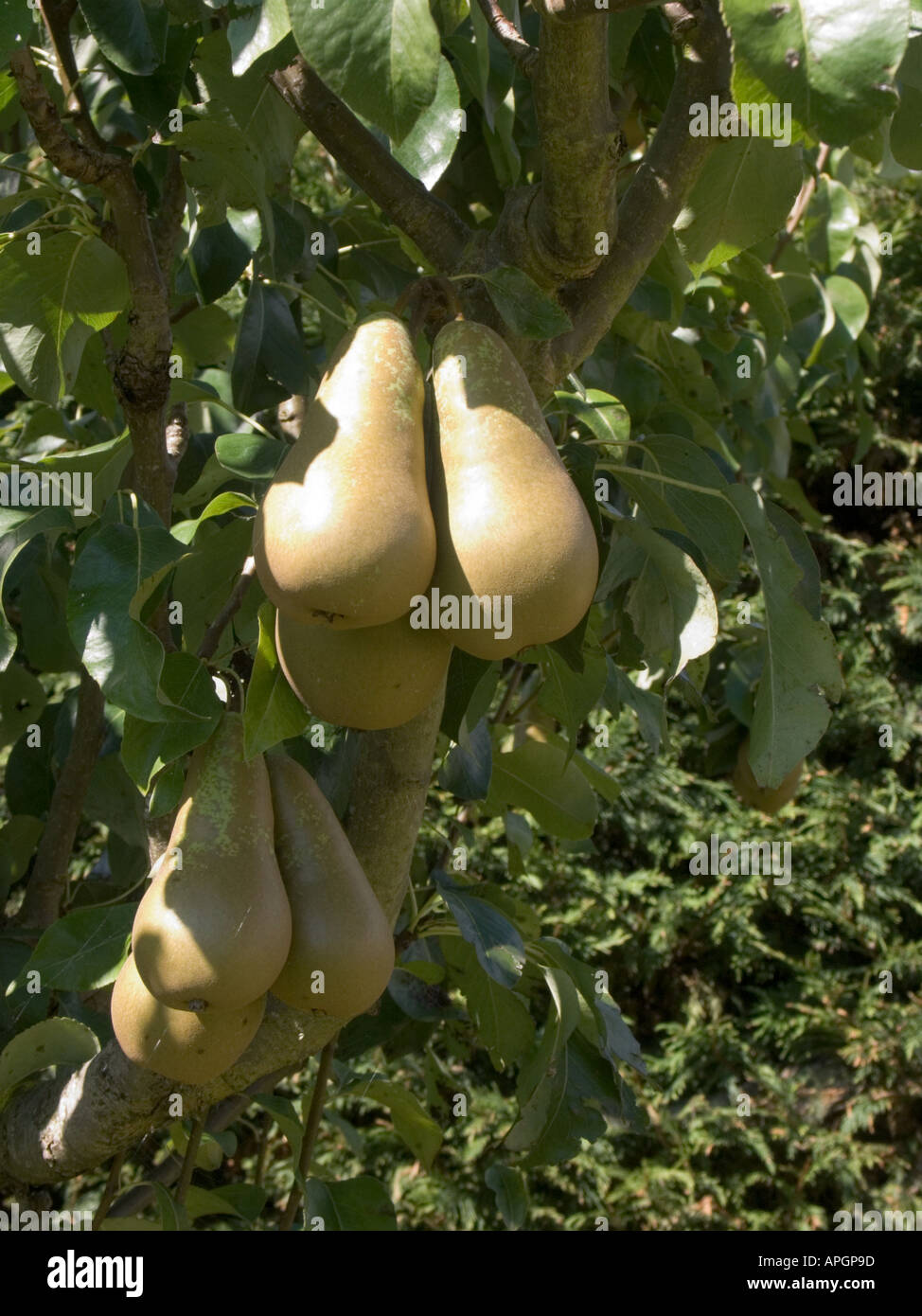 Bunches of pears hi-res stock photography and images - Alamy
