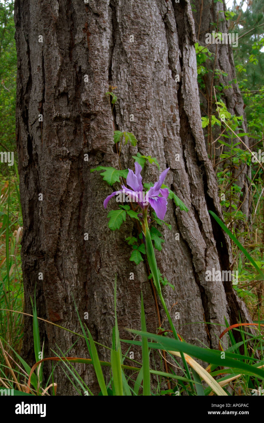 Iris douglasiana hi-res stock photography and images - Alamy