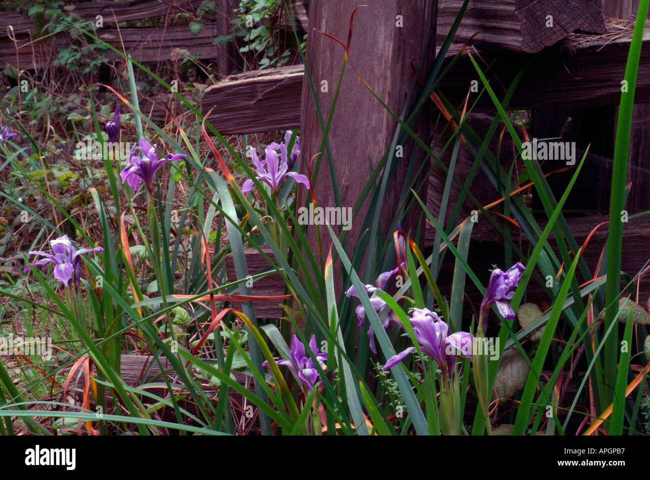 Iris douglasiana hi-res stock photography and images - Alamy