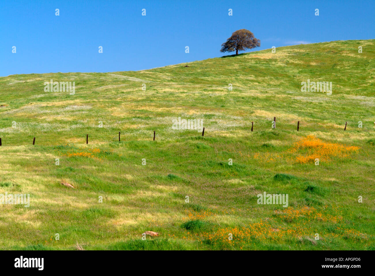 Lone Oak tree on a hill, California, March one tree hill Stock Photo ...