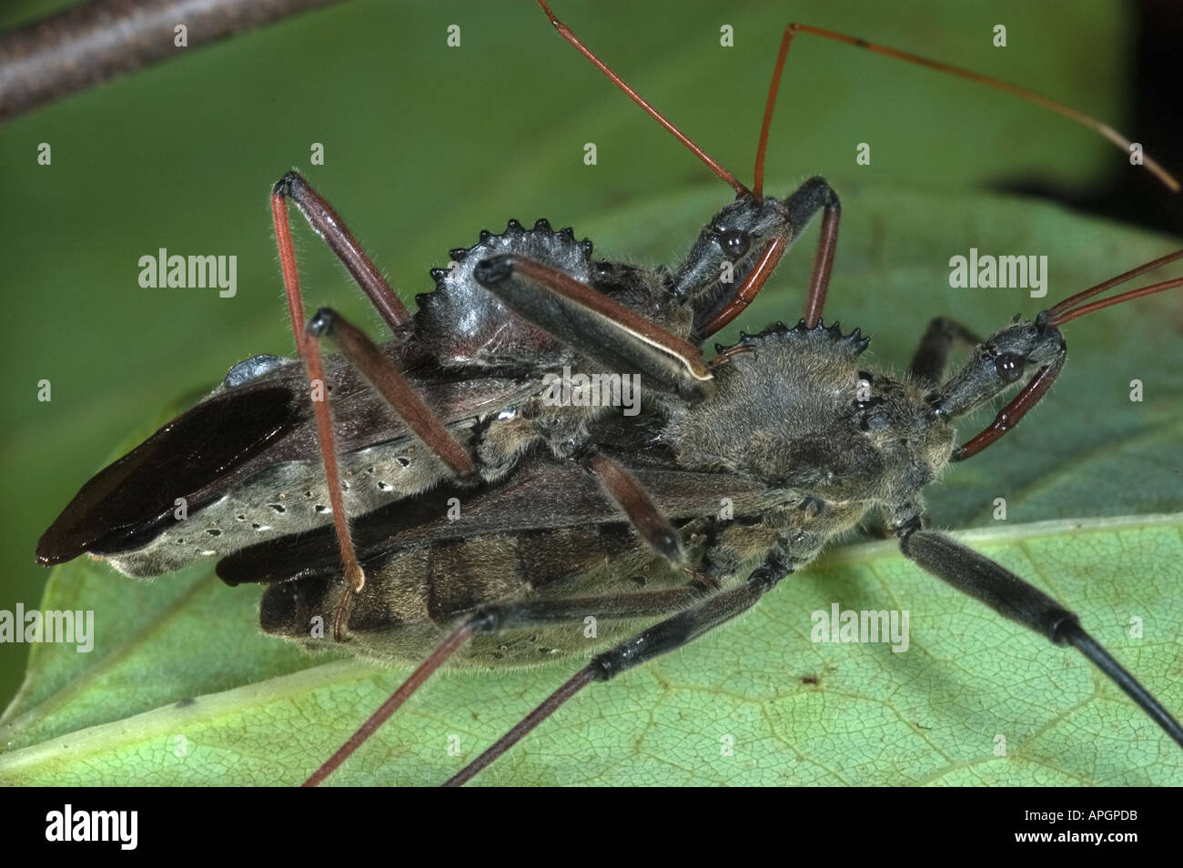 wheel bug assassin bug in the family Reduviidae Arilus cristatus Stock ... wheel bug assassin bug in the family Reduviidae Arilus cristatus Stock ...