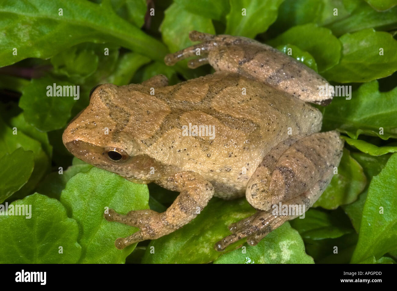 Spring peeper hyla crucifer hi-res stock photography and images - Alamy