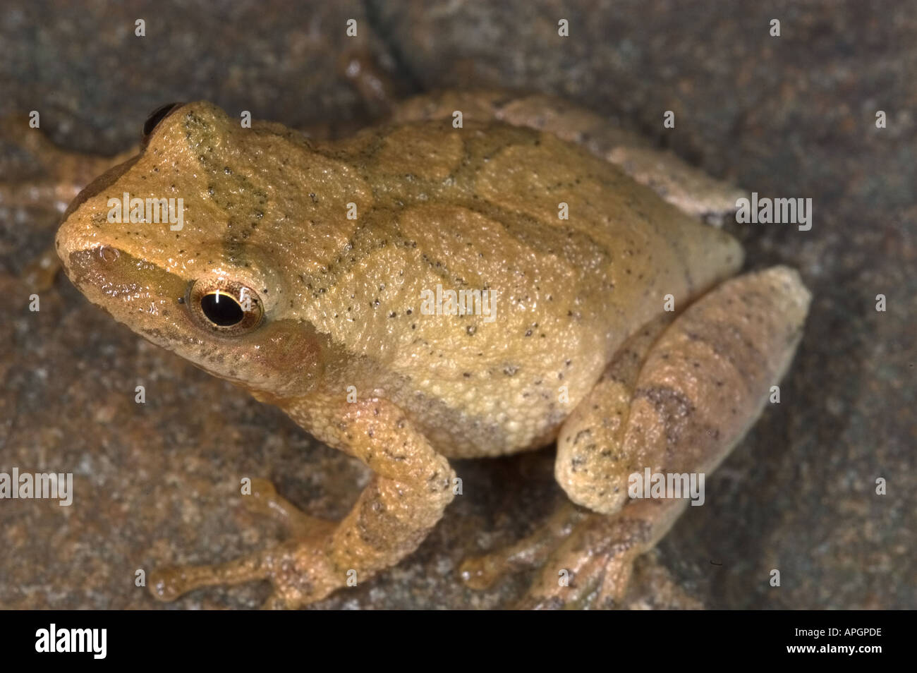 Spring peeper hyla crucifer hi-res stock photography and images - Alamy