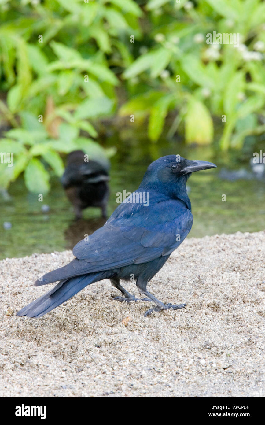 Sinaloa Crow Corvus sinaloae Sayulita Nayarit Mexico 16 January Adult Corvidae Stock Photo - Alamy