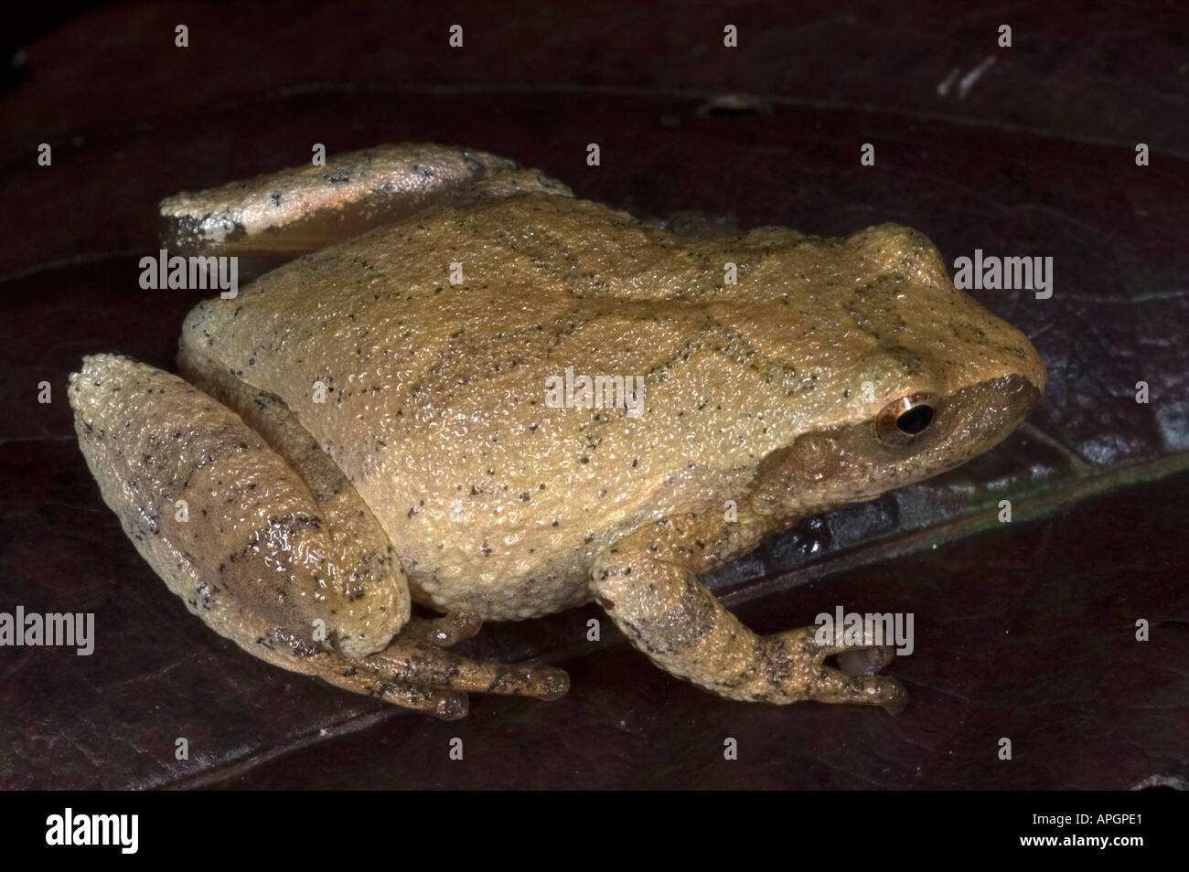 Spring peeper hyla crucifer hi-res stock photography and images - Alamy