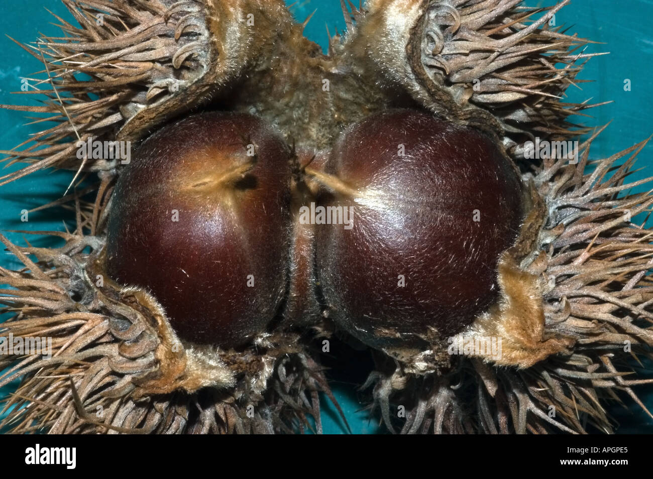 Chinese beech tree hi-res stock photography and images - Alamy