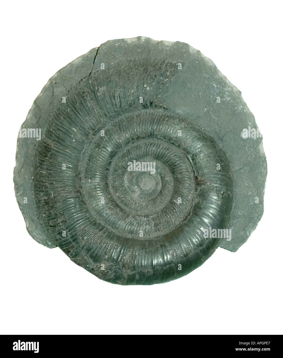 Limestone concretion hi-res stock photography and images - Alamy