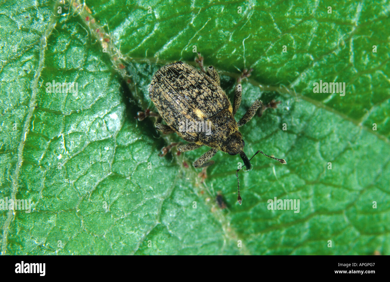 Apple blossom weevil Anthonomus pomorum on apple leaf Stock Photo - Alamy