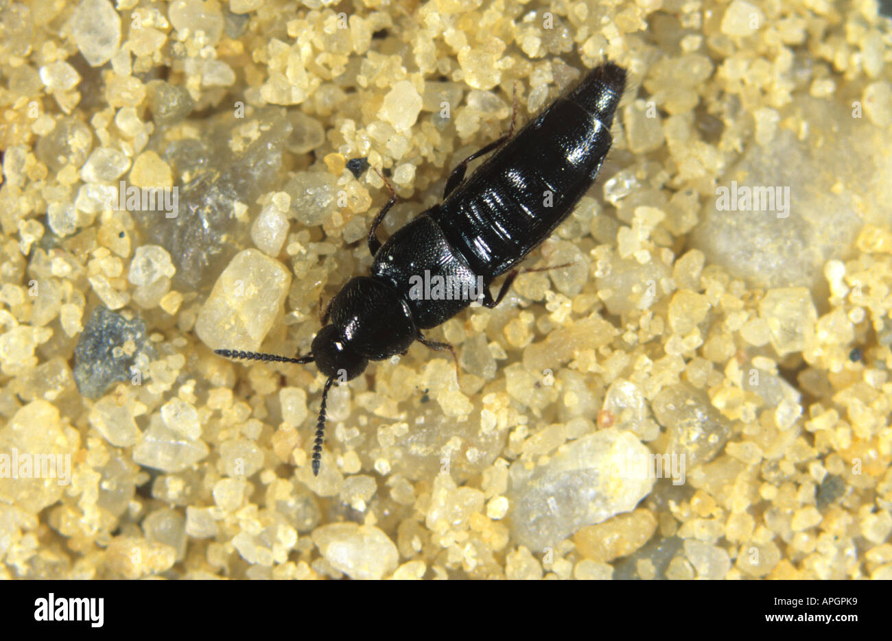 Rove beetle Aleochara bilineata adult larvae are parasitic on cabbage ...