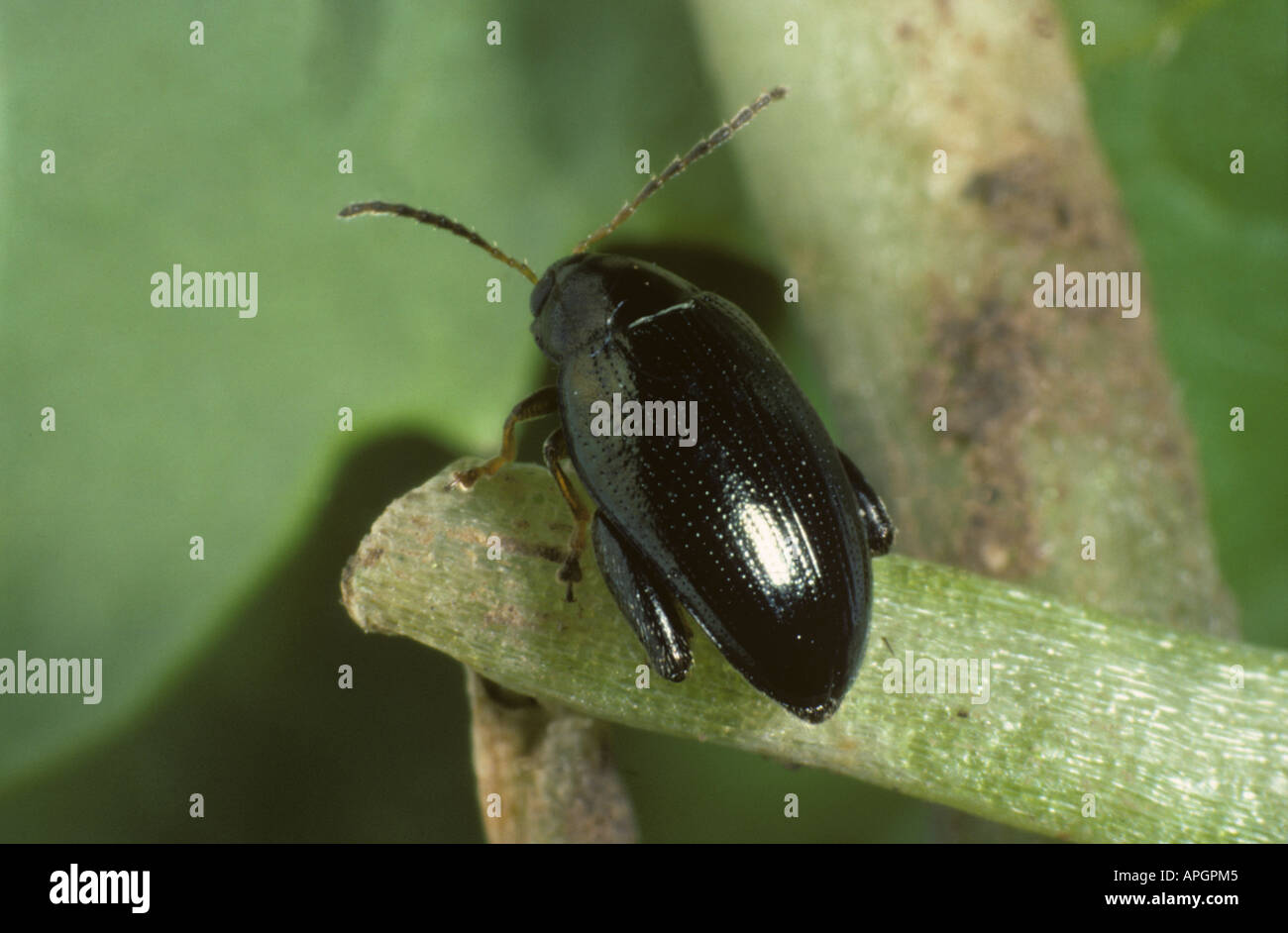 Cabbage stem flea beetle Psylliodes chrysocephala on an oilseed rape ...