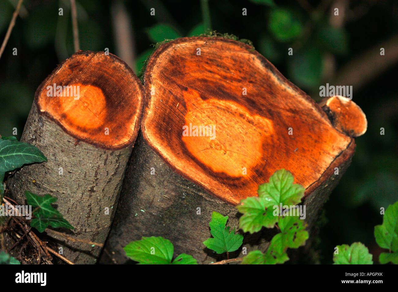 The Colourful Natural Tops Of A Tree Stumps Stock Photo - Alamy