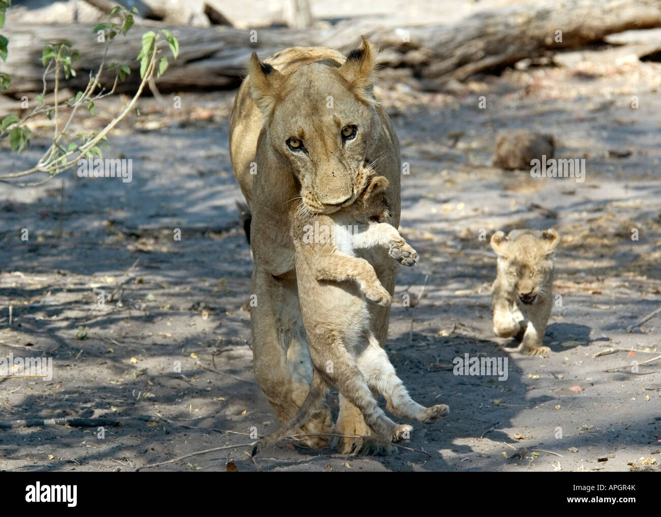 Lioness carrying her cub Stock Photo - Alamy