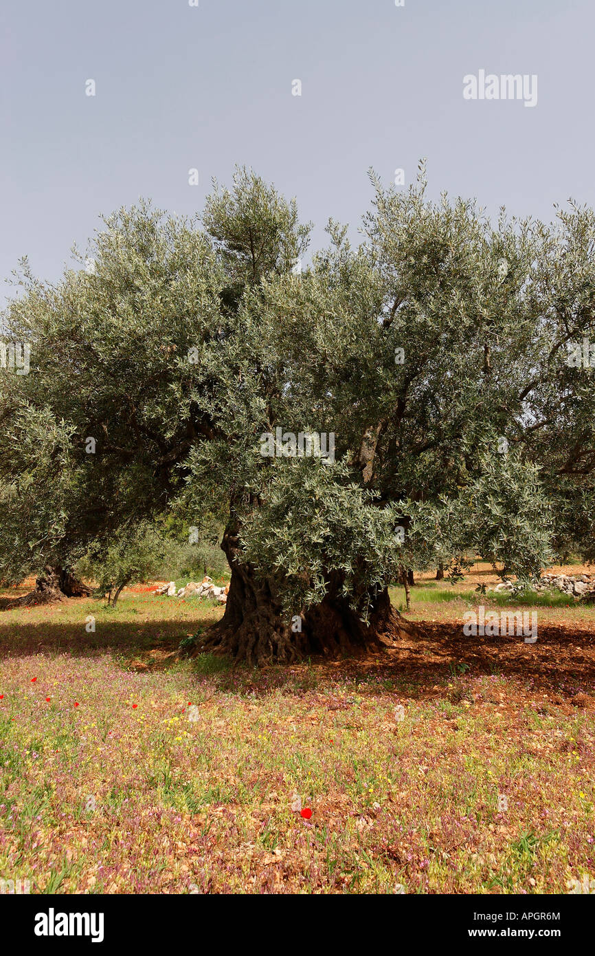 Israel Upper Galilee Olive tree in Ein el Assad Stock Photo - Alamy