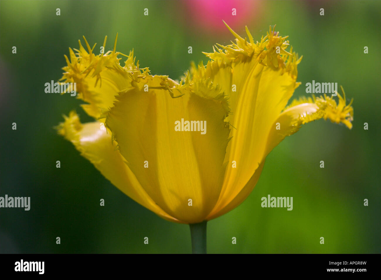 Hamilton tulip hi-res stock photography and images - Alamy