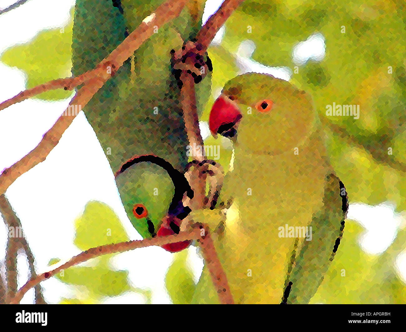 Rose Ringed Parakeets Taj Mahal Digital Fine Art Image suitable for ...