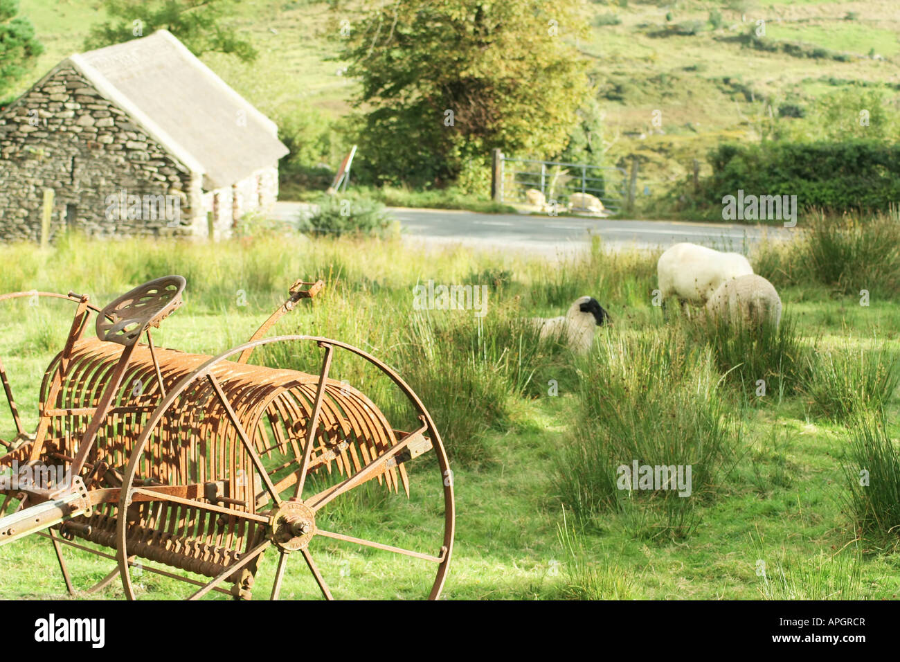 Irish cottage sheep hi-res stock photography and images - Alamy