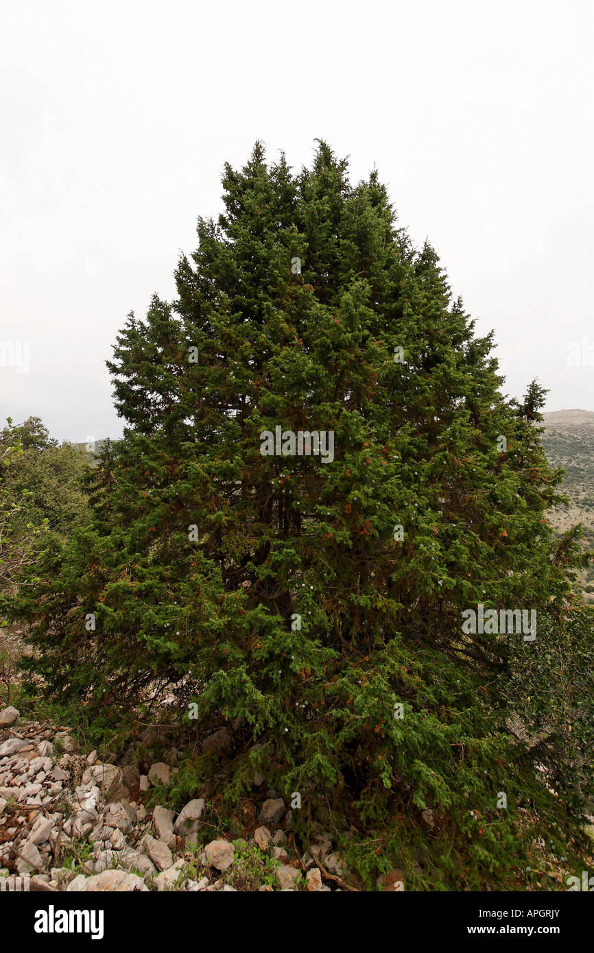 The Golan Heights Prickly Juniper Juniperus oxycedrus in Wadi Arar ...