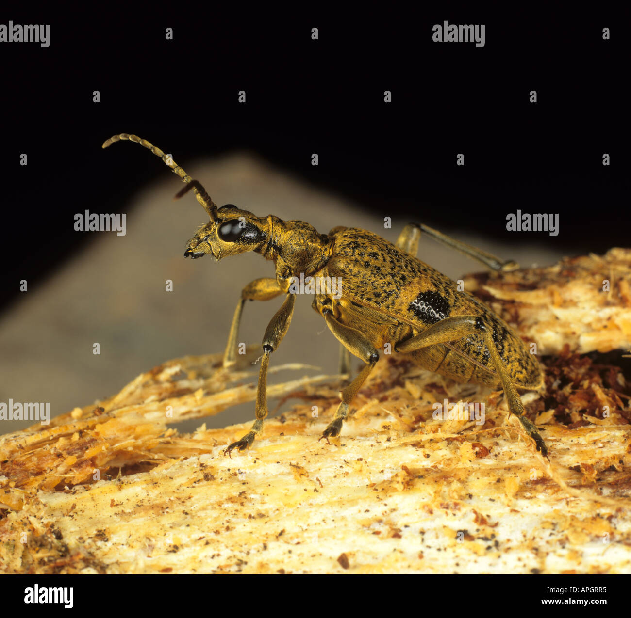 Rotten timber hi-res stock photography and images - Alamy