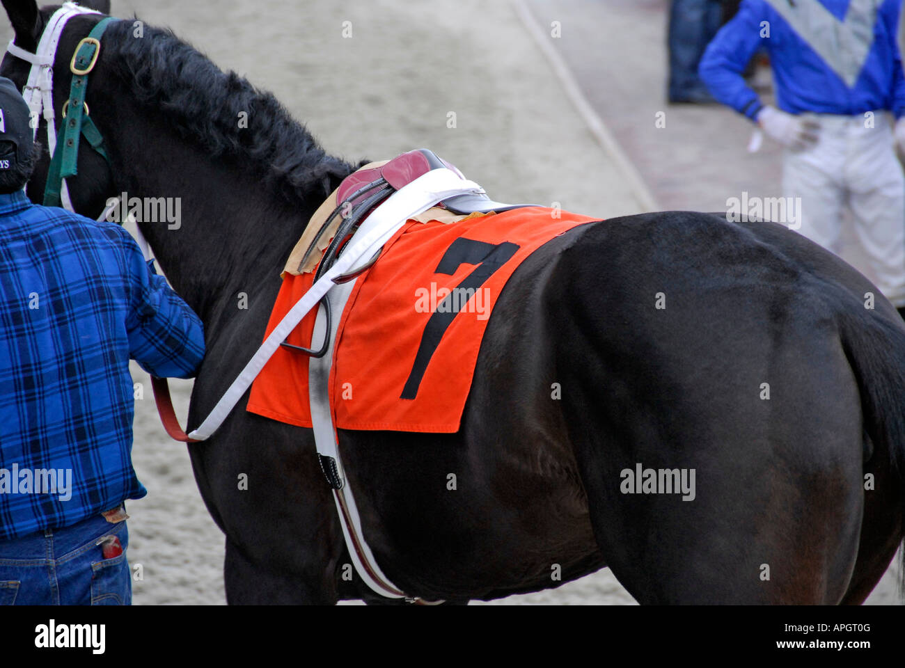 Racehorse race horse hi-res stock photography and images - Alamy