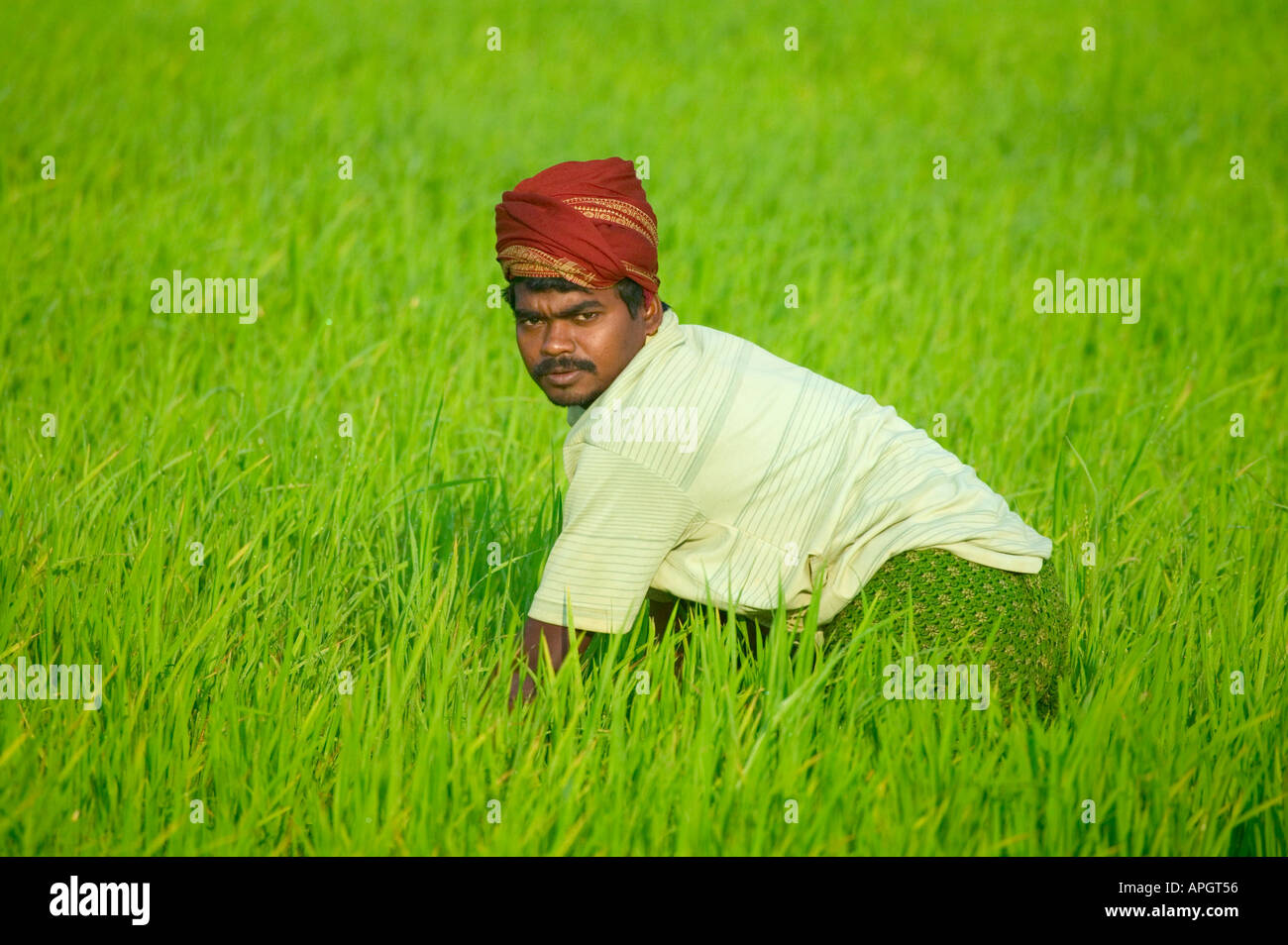 Indian farmer transplanting rice in the rice paddy Orissa India Stock ...