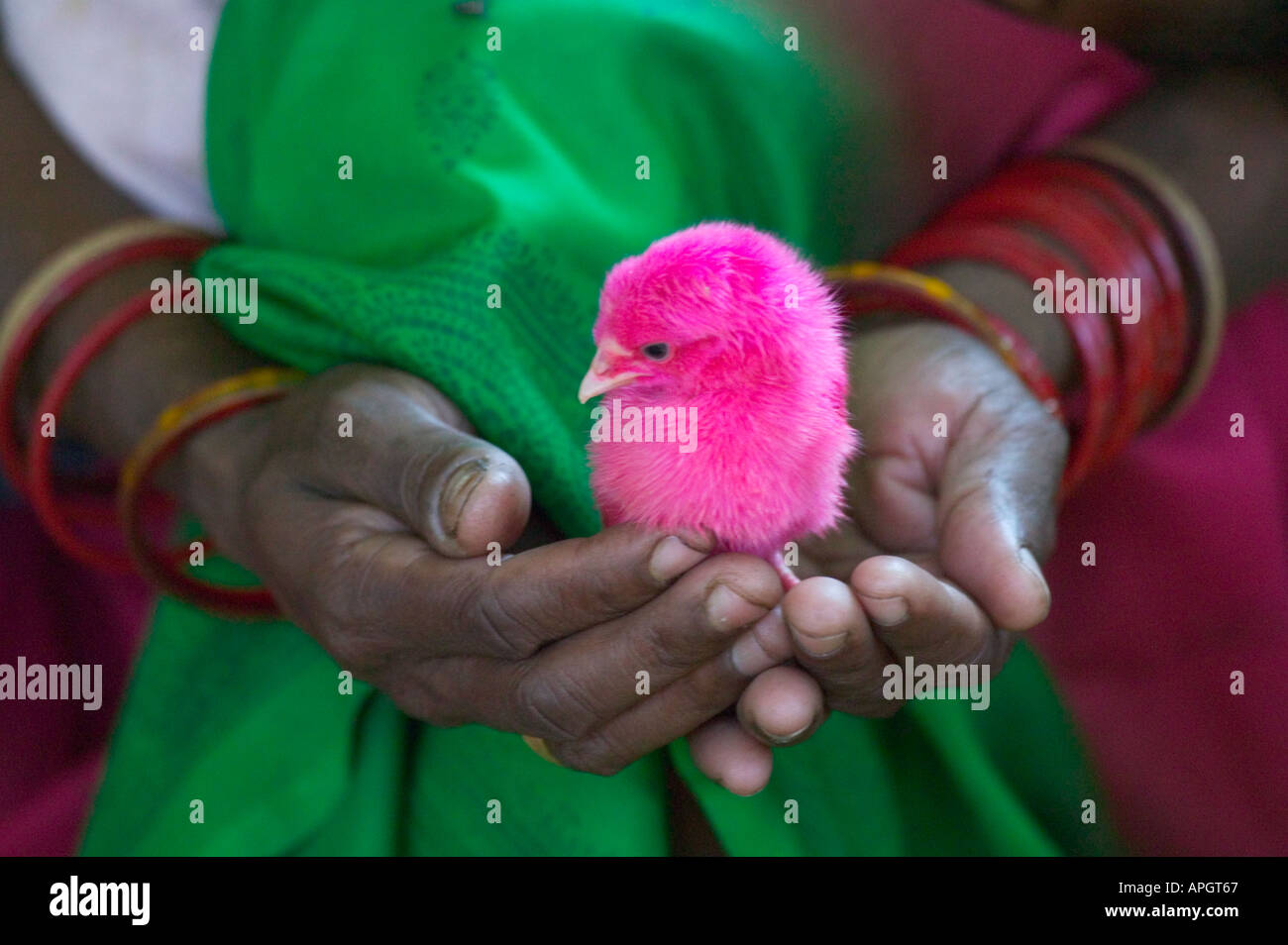 Woman with chicken india hi-res stock photography and images - Alamy
