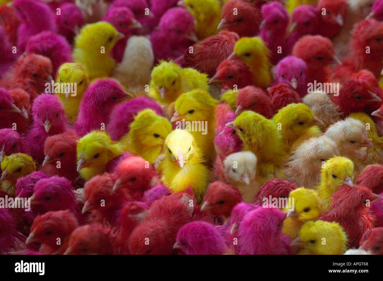 Little chicks painted with holy color Orissa India Stock Photo - Alamy