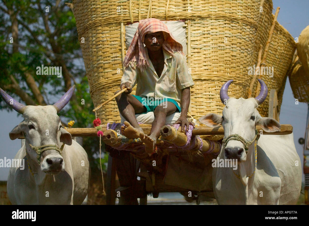 Man driving cow cart loaded with a big basket of husks Orissa India ...