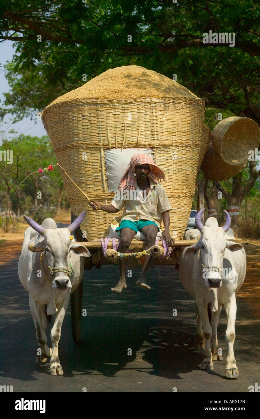 Man driving cow cart loaded with a big basket of husks Orissa India ...