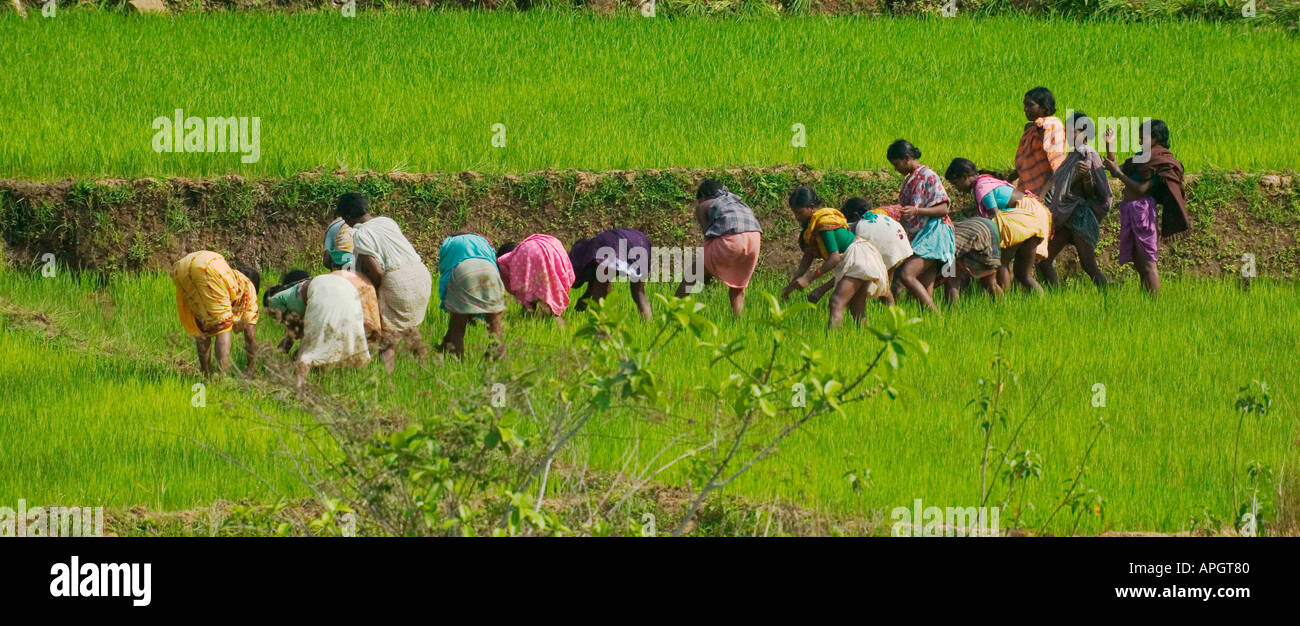 Farmers transplanting rice seedlings in the rice paddy Orissa India ...