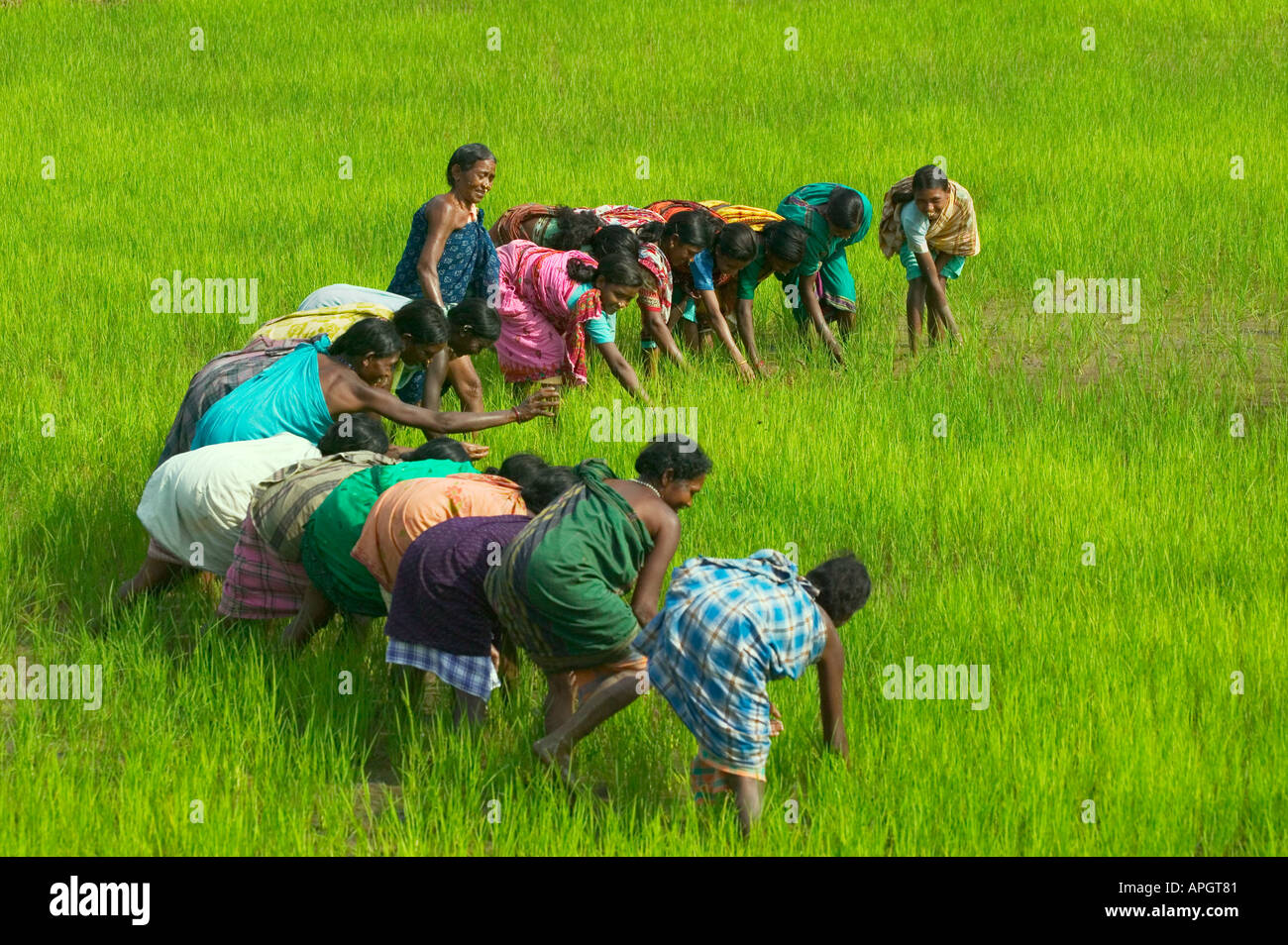 Farmers transplanting rice seedlings in the rice paddy Orissa India ...