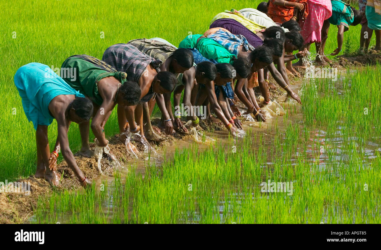 Farmers transplanting rice seedlings in the rice paddy Orissa India ...